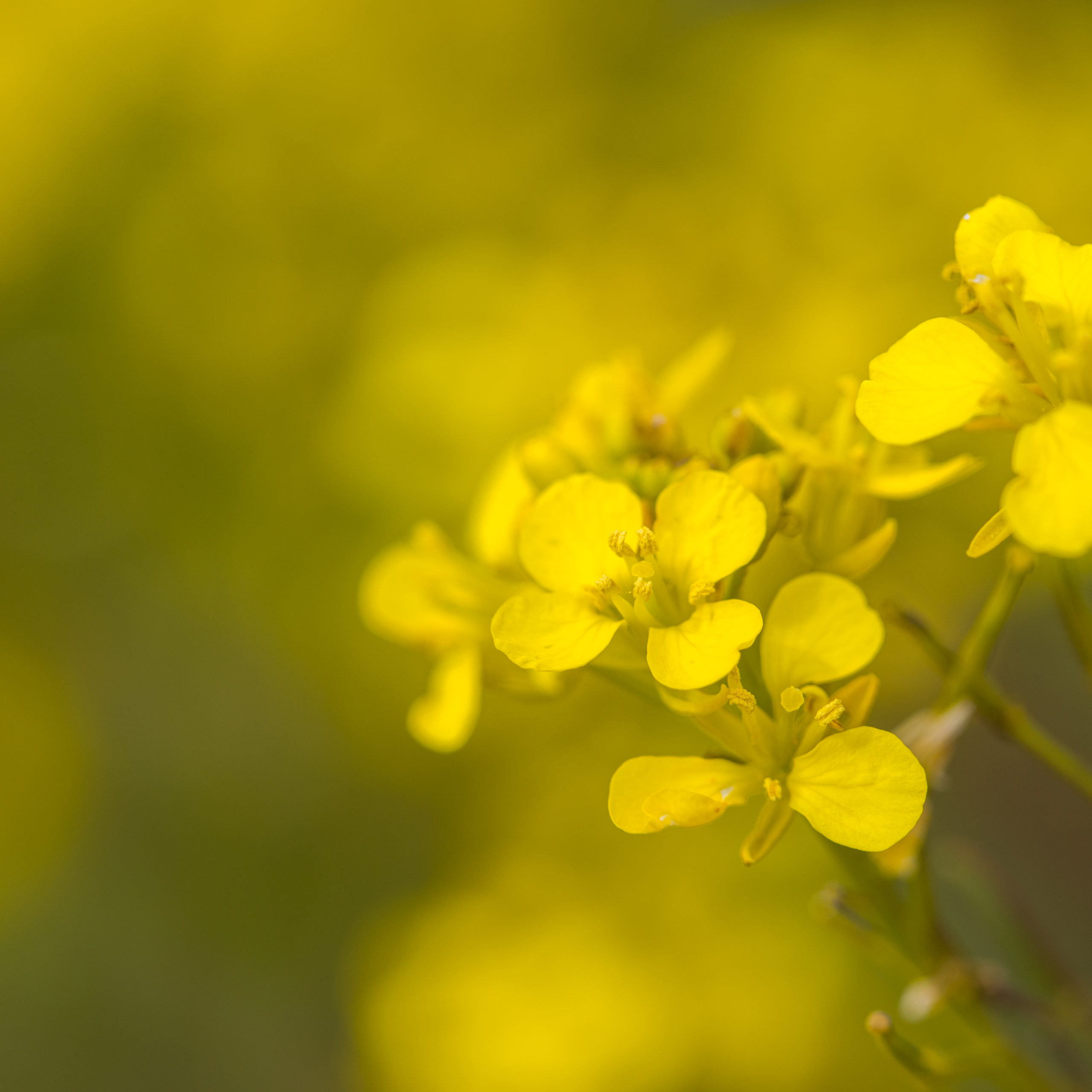 La Moutarderie Edmond Fallot
